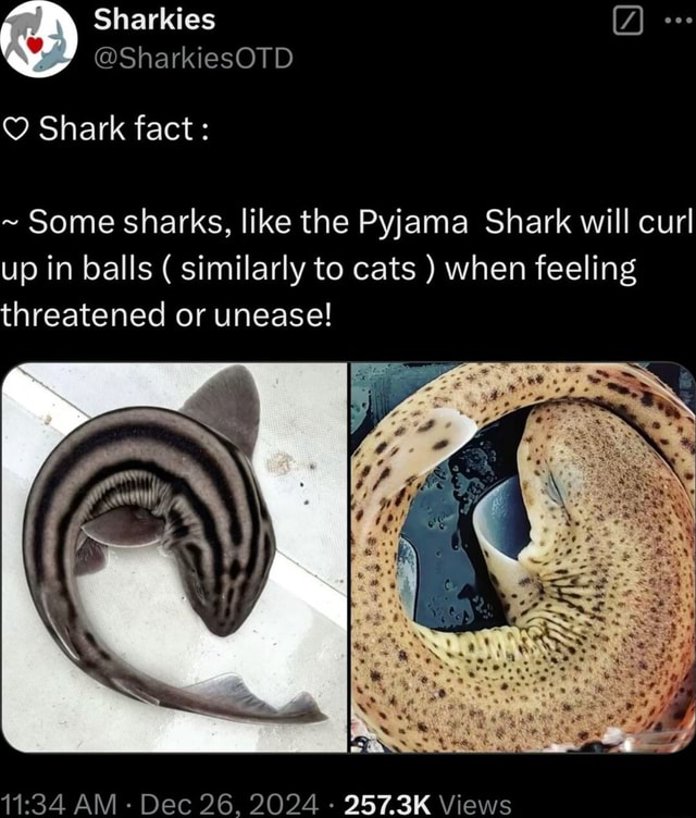 Sharkies @SharkiesOTD Shark fact : ~ Some sharks, like the Pyjama Shark ...