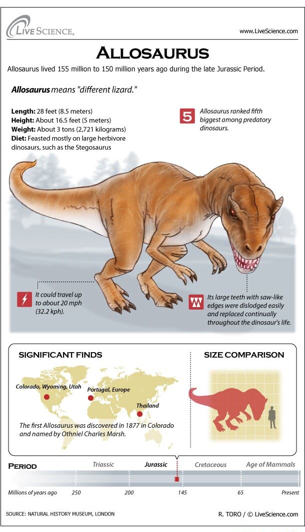 ALLOSAURUS Allosaurus lived 155 million to 150 million years ago during ...