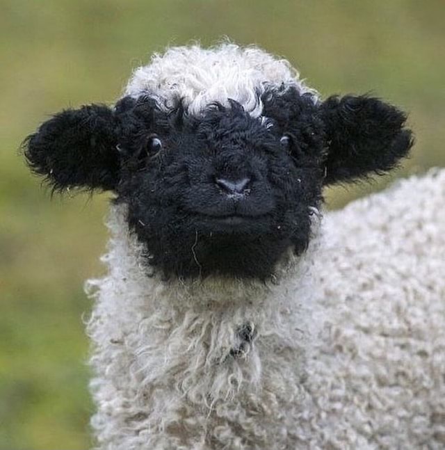10 fluffy sheep! 🐑 ️ which one is your favorite? 1-10 - Photo 1 Dm ...