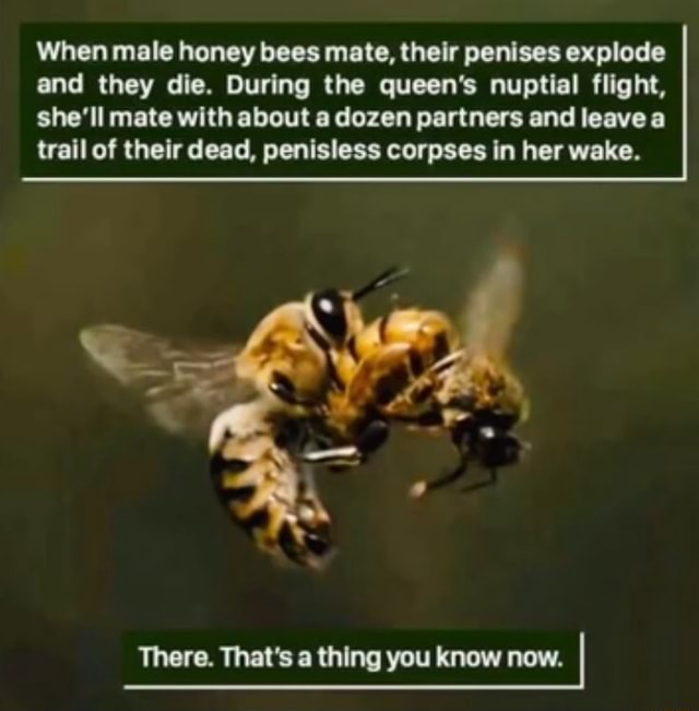 When male honey bees mate, their penises explode and they die. During ...