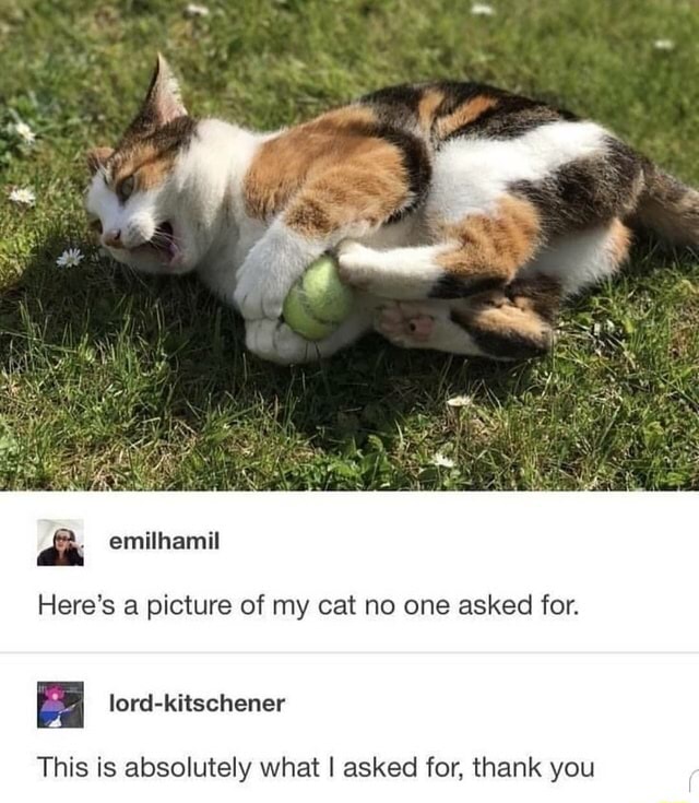 Here's a picture of my cat no one asked for. This is absolutely what I ...