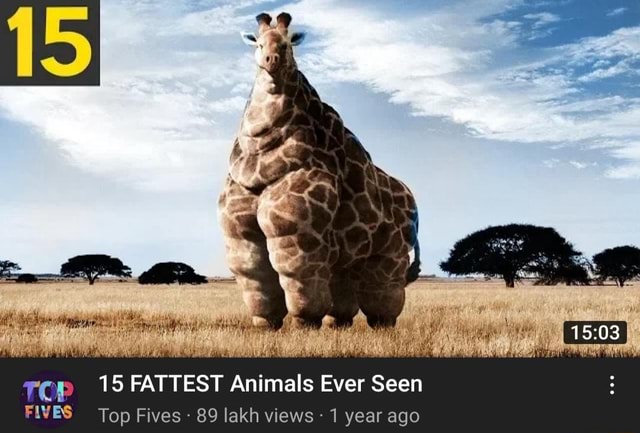 TOp 15 FATTEST Animals Ever Seen FIVES Top Fives 89 lakh views 1 year ...