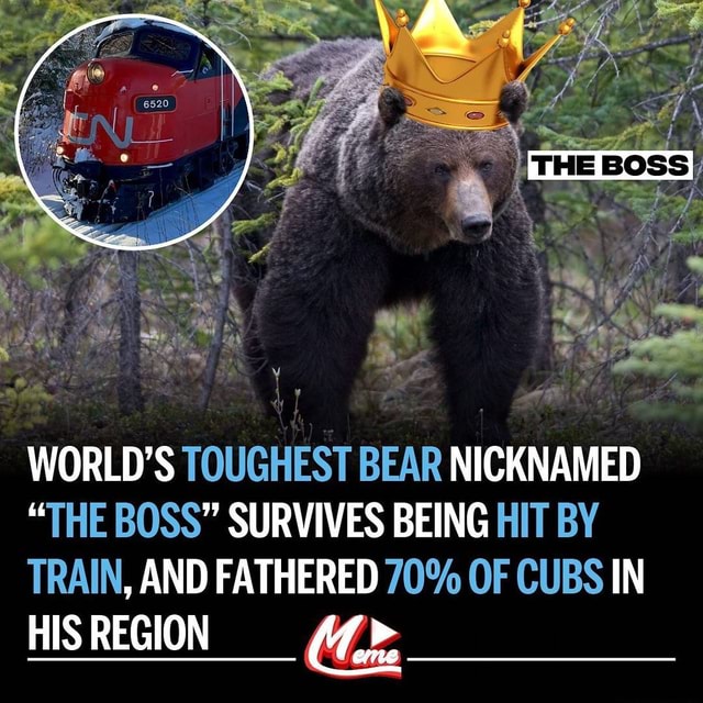 WORLD'S TOUGHEST BEAR NICKNAMED "THE BOSS" SURVIVES BEING HIT BY TRAIN ...