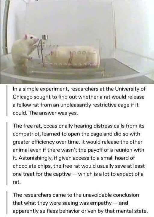 A lesson in empathy - In a simple experiment, researchers at the ...