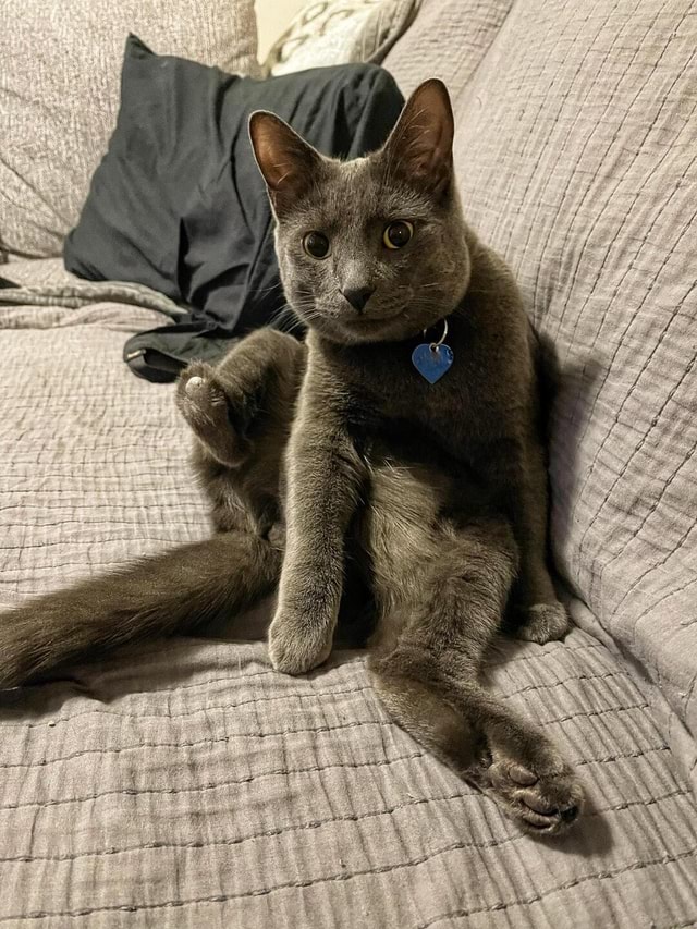 Yes I’m missing a foot. Anyone have an extra peg leg? #pirate #cat - iFunny