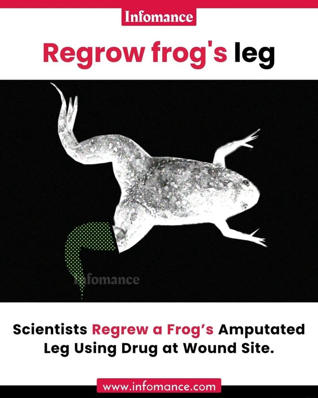 Infomance Regrow frogs leg Scientists Regrew a Frog's Amputated Leg ...