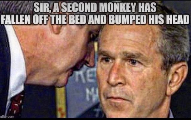 SECOND MONKEY. HAS FALLEN OFF: THE BED AND BUMPED HIS HEAD - iFunny