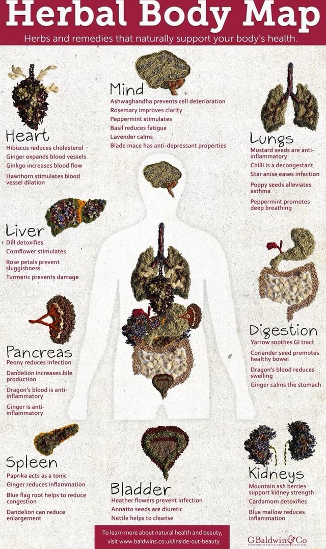 Heart Hibiscus reduces cholesterol Ginger expands blood vessels Ginkgo ...