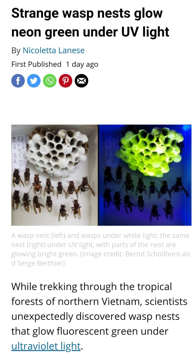 Strange wasp nests glow neon green under UV light By Nicoletta Lanese ...