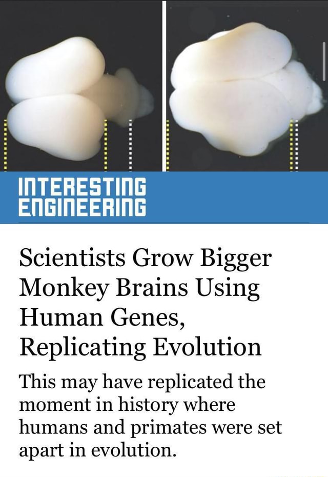 INTERESTING ENGINEERING Scientists Grow Bigger Monkey Brains Using ...