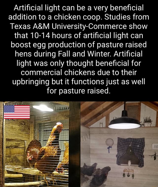 Artificial light can be a very beneficial addition to a chicken coop ...