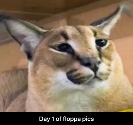 Day of floppa pics - Day 1 of floppa pics - iFunny