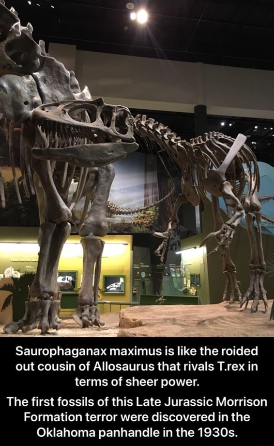 Saurophaganax maximus is like the roided out cousin of Allosaurus that ...