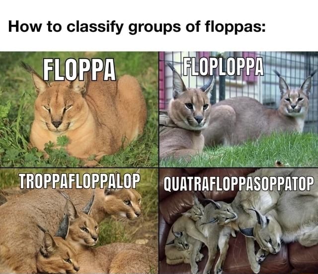 How to classify groups of floppas: FLOPPA "FLOPLOPPA TRORPAFLOPPAL - iFunny