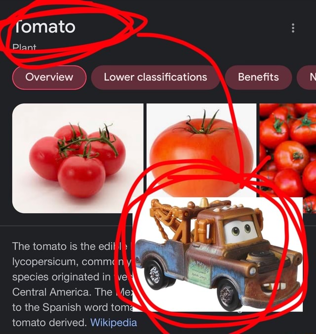 Fomato Plant Overview Lower classifications Benefits N The tomato is ...