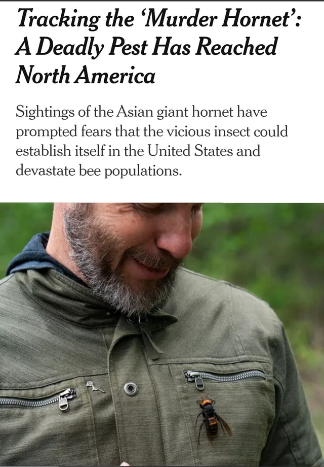 Tracking the 'Murder Hornet': A Deadly Pest Has Reached North America ...