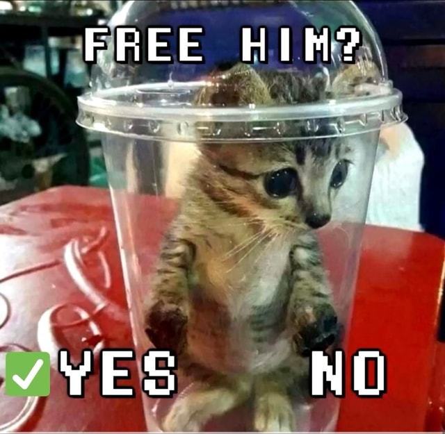 FREE HIM? ~ nt Aves HO - iFunny