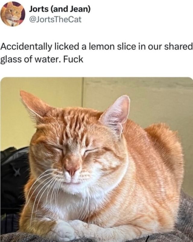 Jorts (and Jean) Accidentally licked a lemon slice in our share glass ...