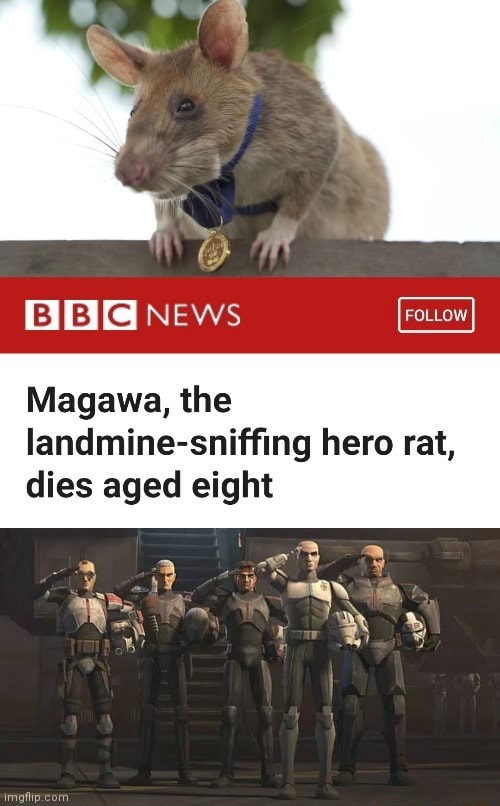 NEWS Magawa, the landmine-sniffing hero rat, dies aged eight - iFunny