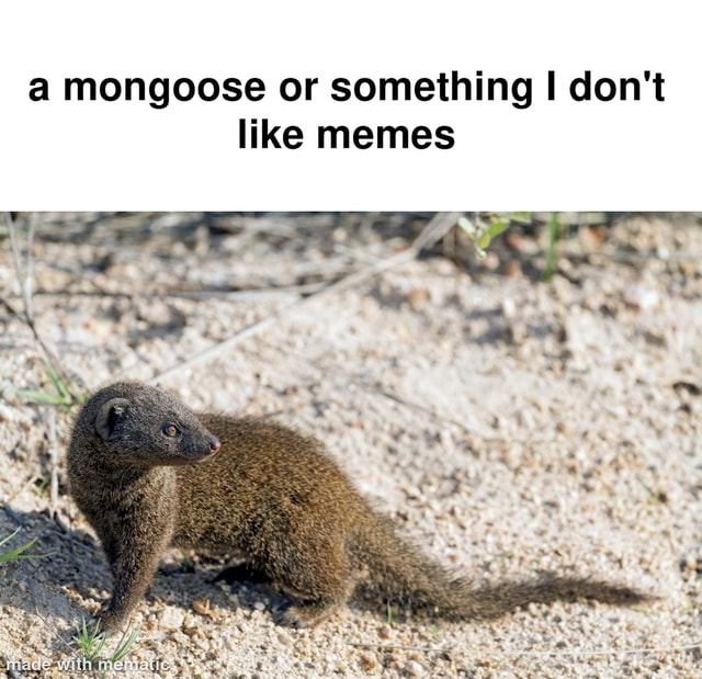 A mongoose or something don't like memes - iFunny