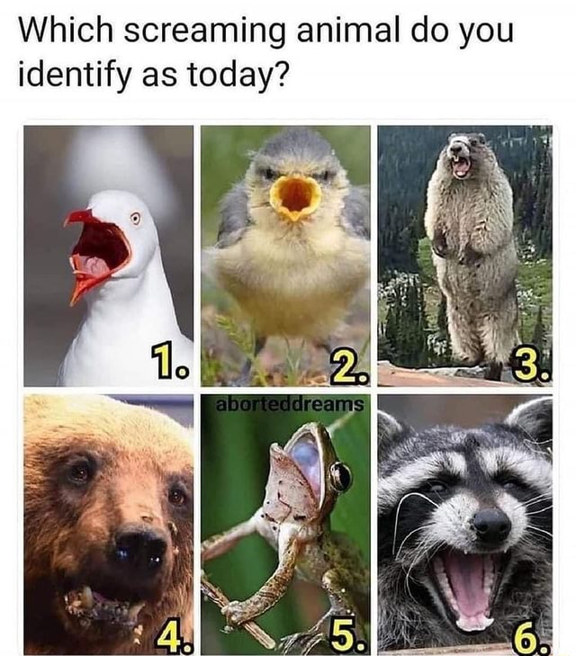 Which screaming animal do you identify as today? - iFunny