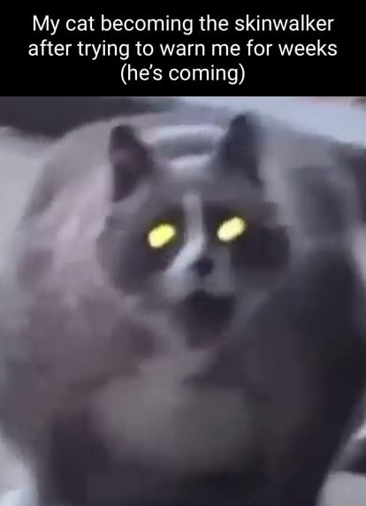 My cat becoming the skinwalker after trying to warn me for weeks (he's ...