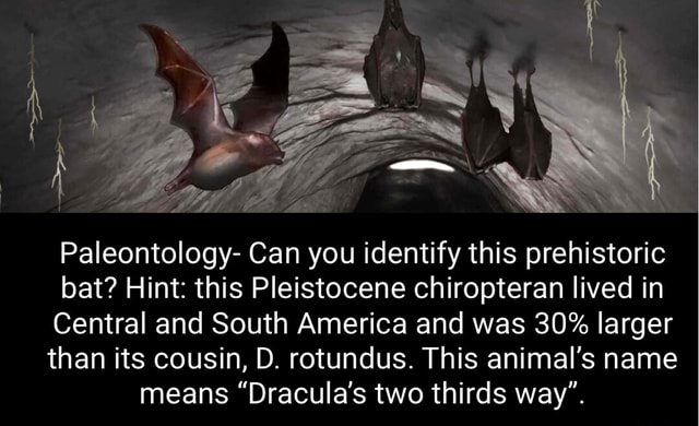 Paleontology- Can you identify this prehistoric bat? Hint: this Pleistocene chiropteran lived in ...