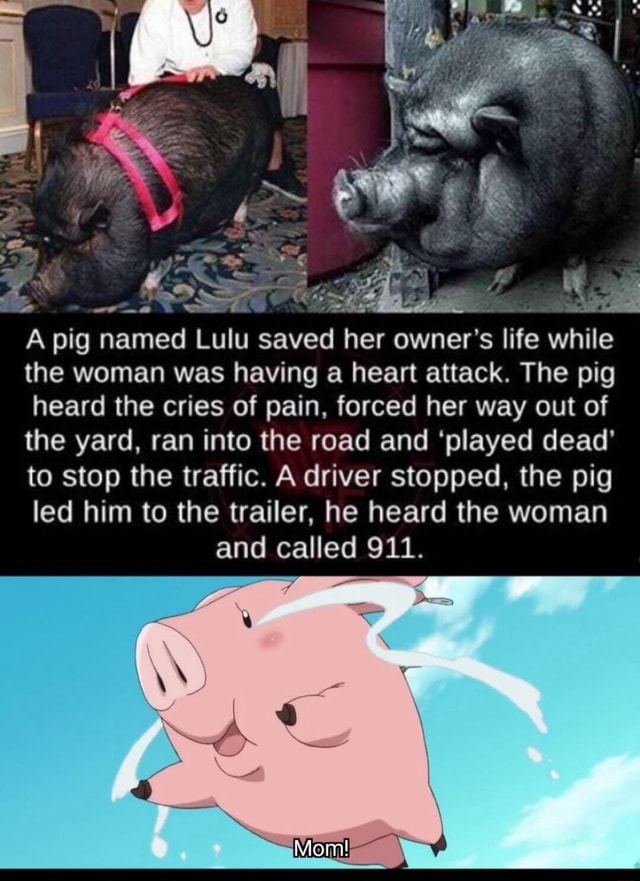 A pig named Lulu saved her owner's life while the woman was having a ...