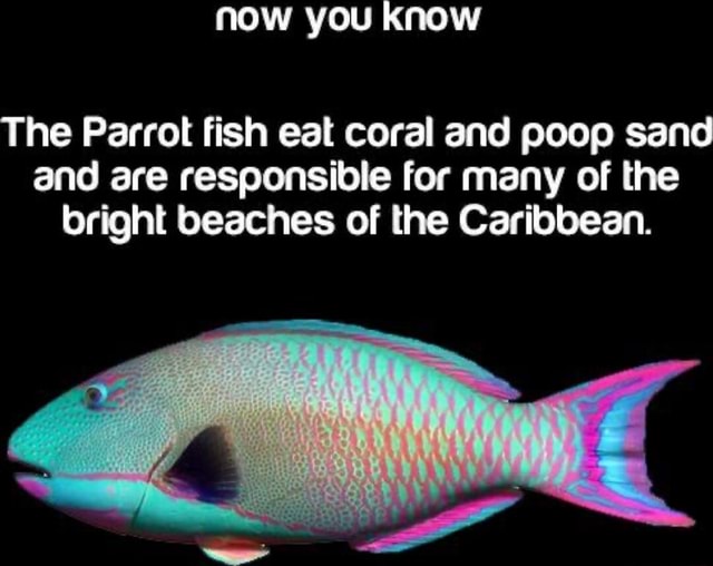 Now you know The Parrot fish eat coral and poop sand and are ...