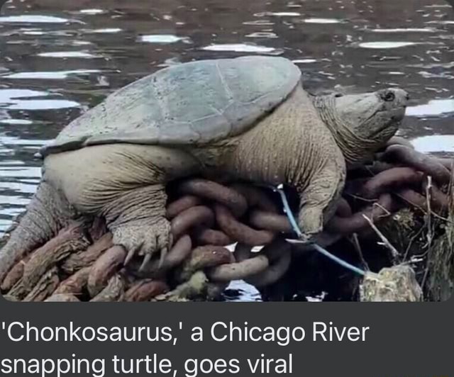 'Chonkosaurus,' a Chicago River Snapping turtle, goes viral - iFunny