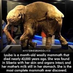 Lyuba is month-old woolly mammeth that died nearly 42000 years ago. She ...