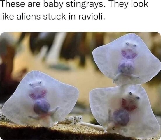 These are baby stingrays. They look like aliens stuck in ravioli. - iFunny