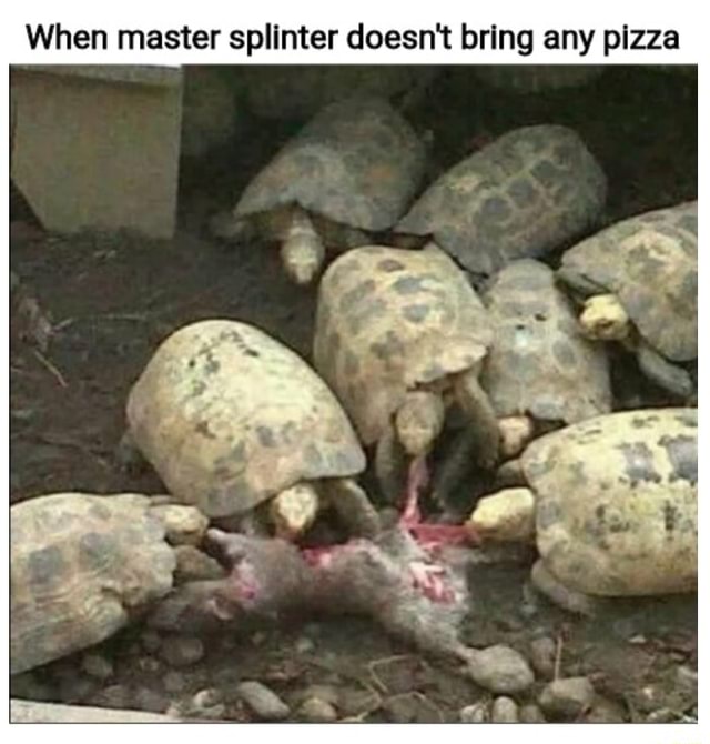 When master splinter doesn't bring any pizza - iFunny