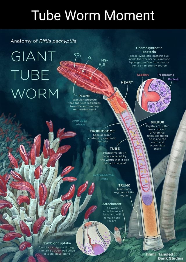 Tube Worm Moment Anatomy of Riftia pachyptila Chemosynthetic bacteria I ...