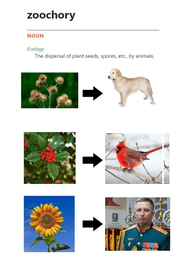 Zoochory NOUN Ecology The dispersal of plant seeds, spores, etc., by ...