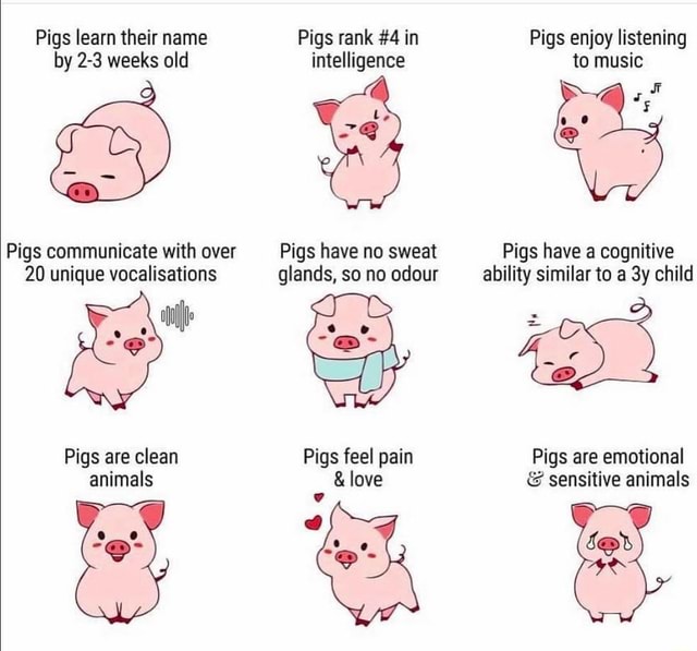 Pigs learn their name Pigs rank #4 in Pigs enjoy listening by 2-3 weeks ...