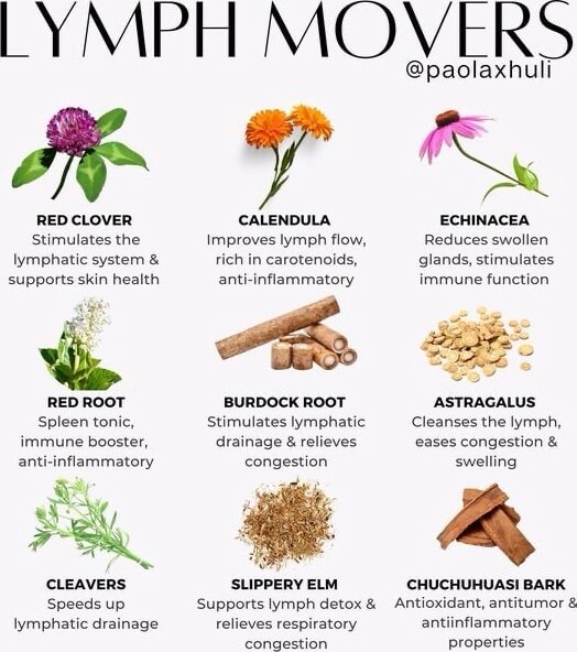 LYMPH MOVER: RED CLOVER Stimulates the lymphatic system & supports skin ...