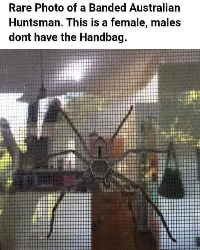 N/A - Rare Photo of a Banded Australian Huntsman. This is a female ...