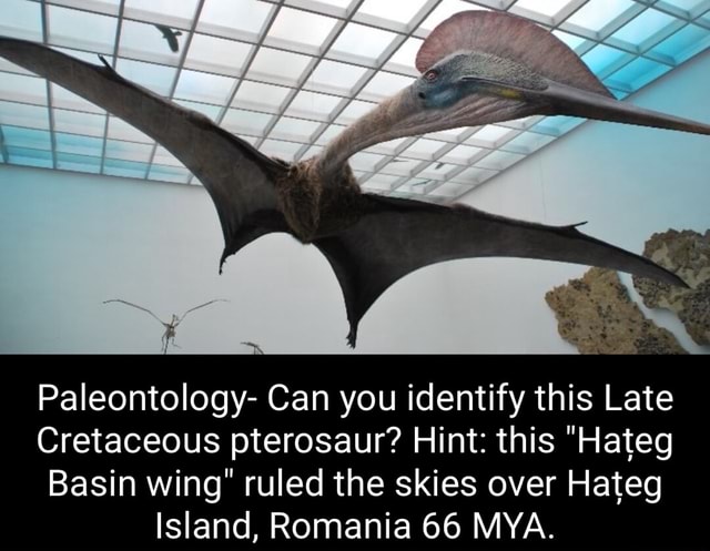 Paleontology- Can you identify this Late Cretaceous pterosaur? Hint ...
