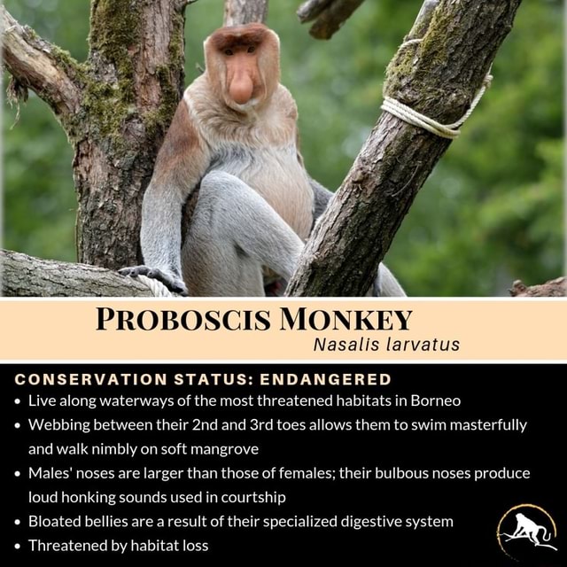 PROBOSCIS MONKE‘ Nasalis [arvatus CONSERVATION STATUS: ENDANGERED ...