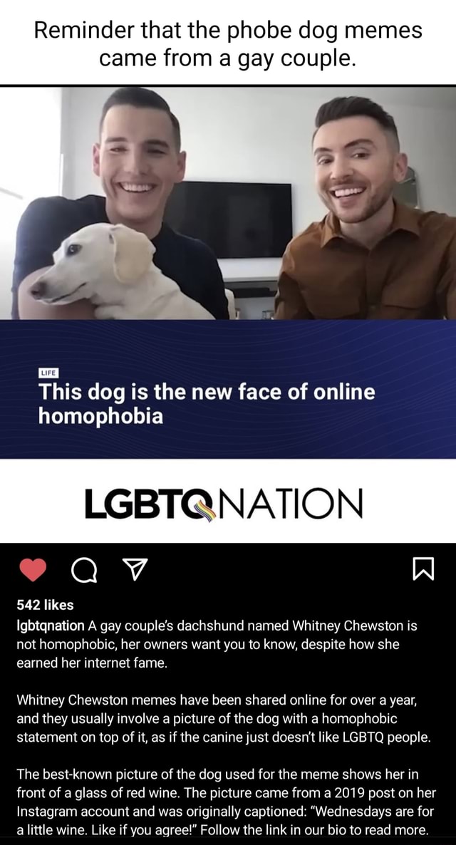 Reminder that the phobe dog memes came from a gay couple. This dog is ...