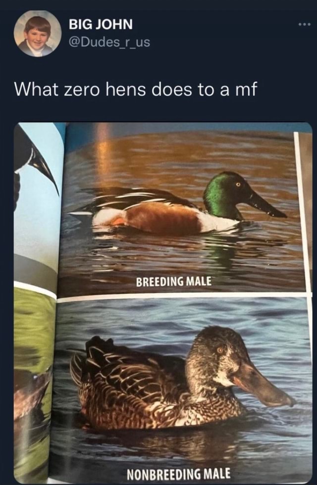 BIG JOHN @Dudes r_us What zero hens does to a mf EREEDING MALE ...