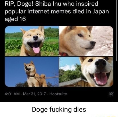 RIP, Doge! Shiba Inu who inspired popular Internet memes died in Japan ...