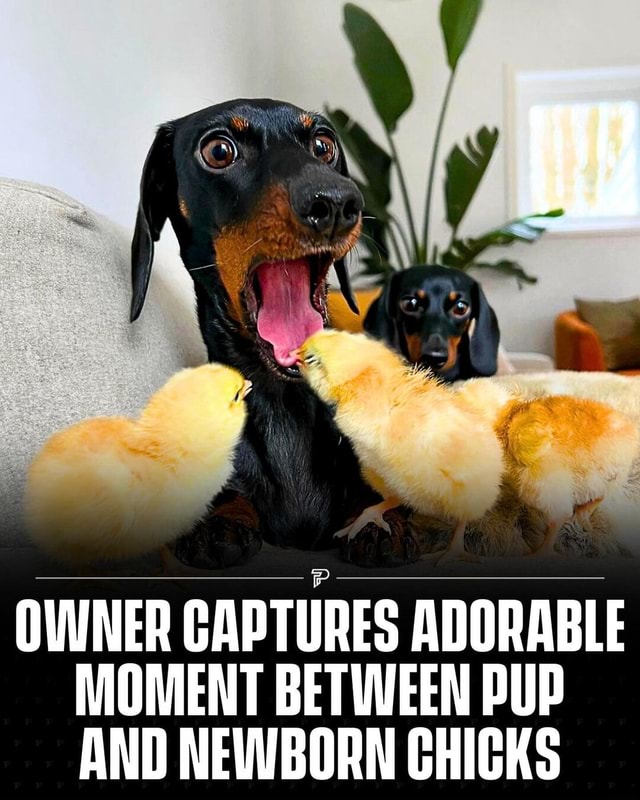 Swipe These photos are so cute loulouminidachshund viral cute wholesome ...