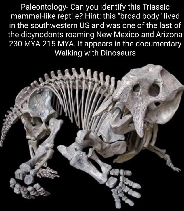 Paleontology- Can you identify this Triassic mammal-like reptile? Hint ...