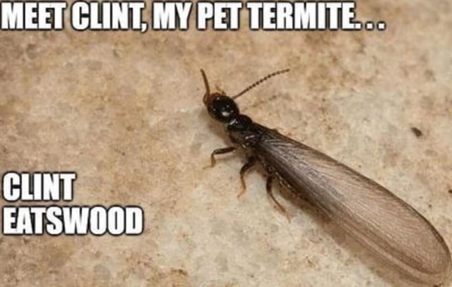 MEET CLINT, MY PET TERMITE... GLINT EATSWOOD - iFunny
