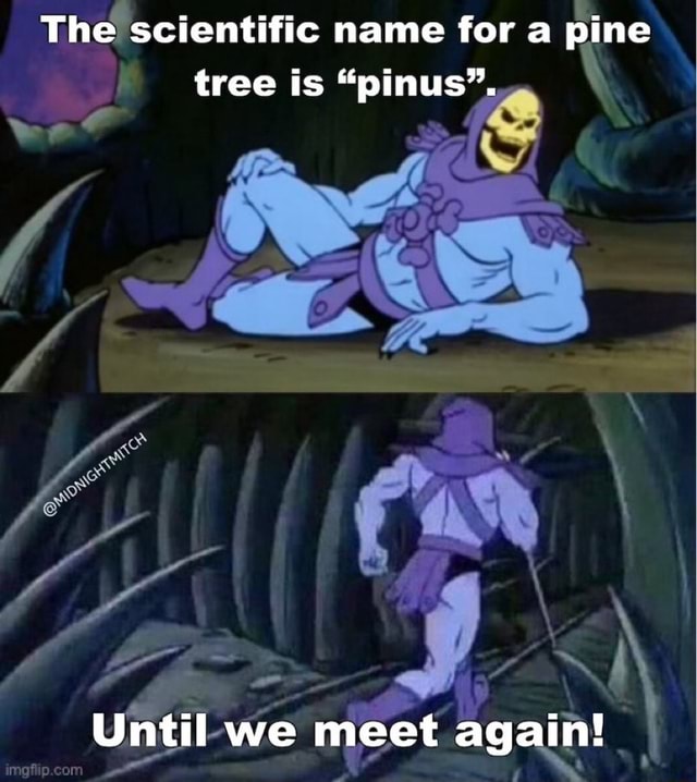 The Scientific Name For A Pine Tree Is pinus LAS Until We Meet Again the-scientific-name-for-a-pine-tree-is-pinus-las-until-we-meet-again
