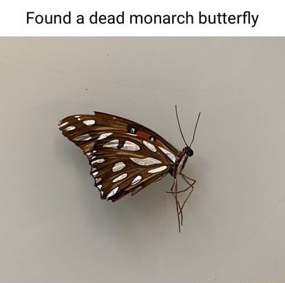 Found a dead monarch butterfly - iFunny