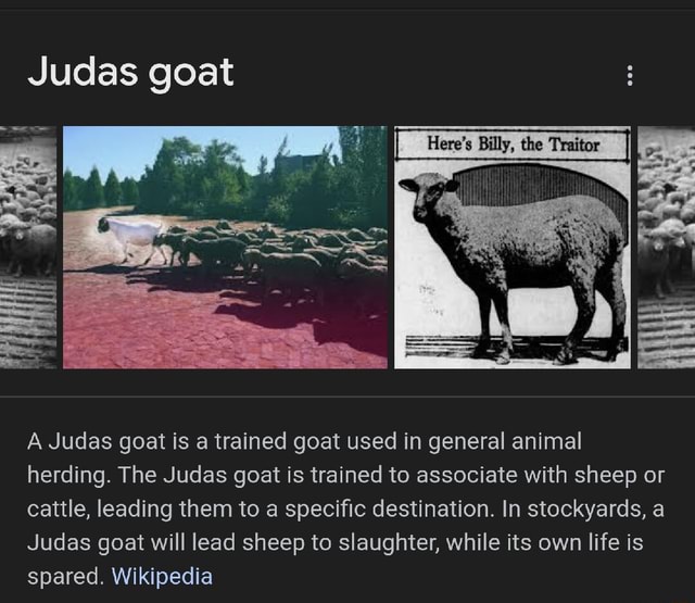 Judas goat A Judas goat is a trained goat used in general animal herding. The Judas goat is ...
