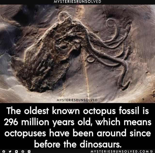 MYSTERIE SOLWED MYSTERIESRUNSOLVED The oldest known octopus fossil is ...